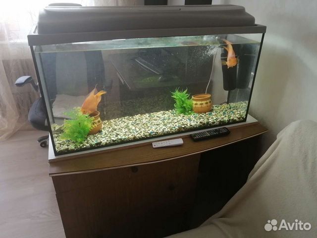 Аквариум с цихлидами