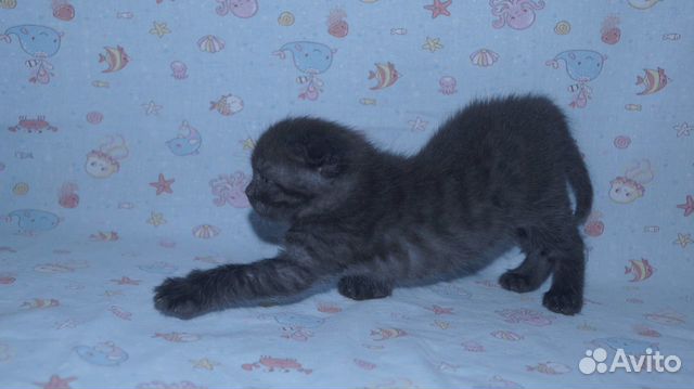 Шотландские вислоухие котята