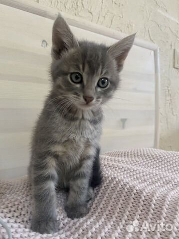 Котенок мальчик