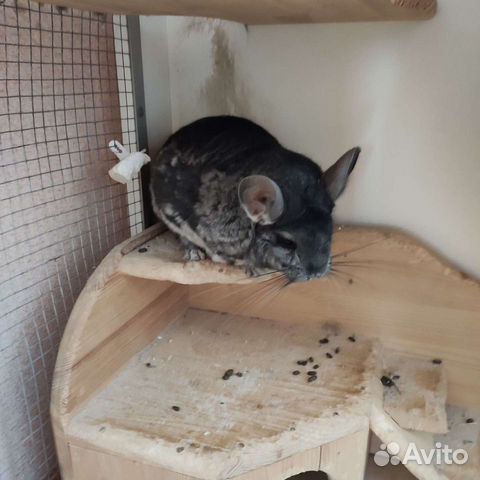 Шиншилла с витриной