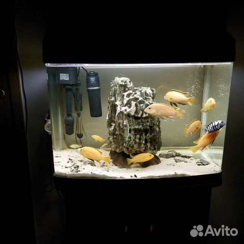 Рыбки в дар.(Африканские цихлиды)