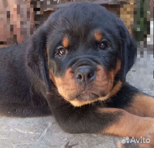Бронь Щенки ротвейлера