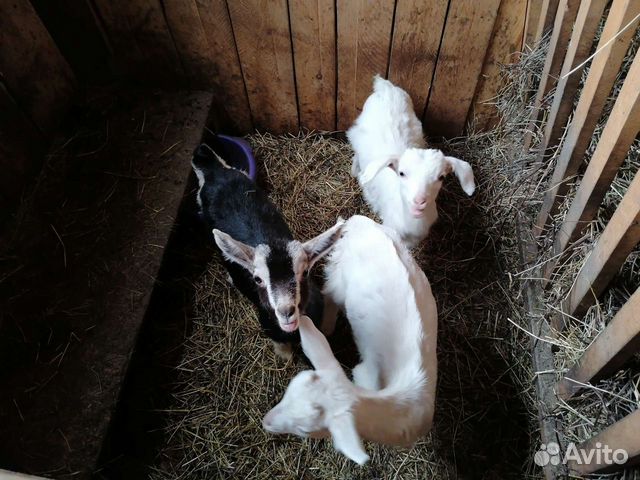 Продам козлят