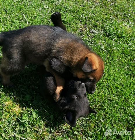 Озорники (документы )