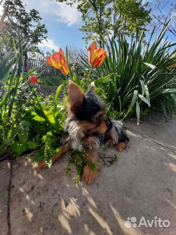 Собаки щенки йоркширский терьер