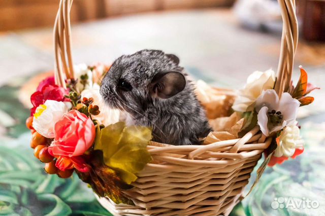 Щенки шиншиллы