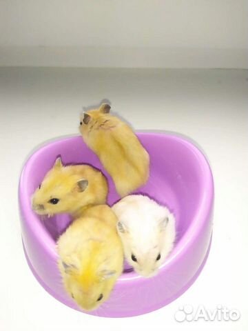 Хомячки