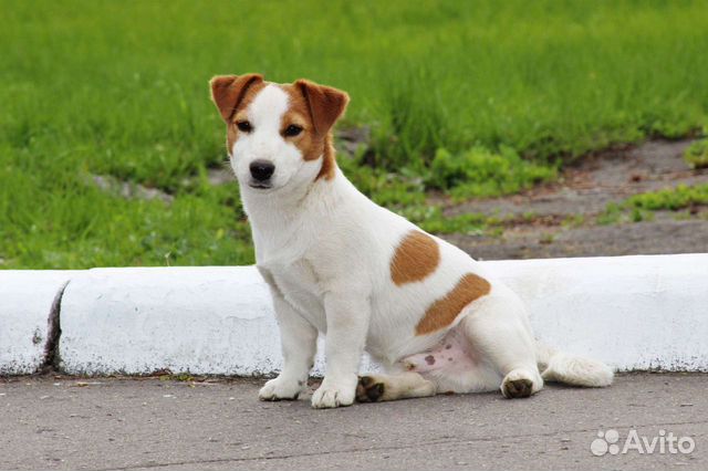 Лёлик РКФ