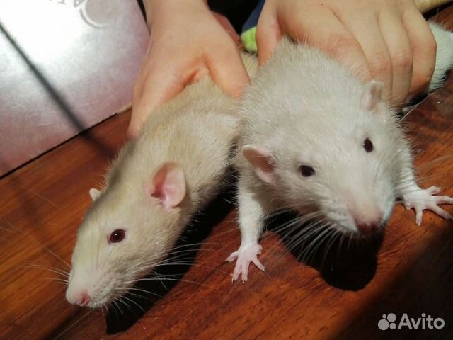 Крыса дамбо