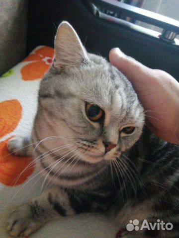 Британский кот
