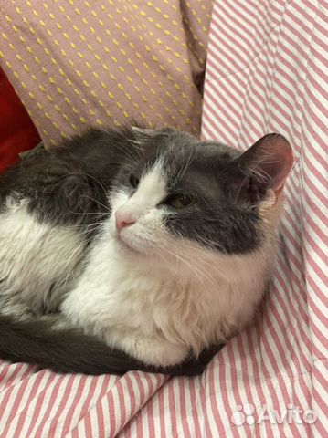 Кошка в дар