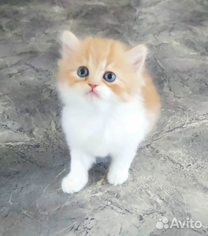 Полуперсы котята