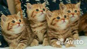 Шотландские мраморята