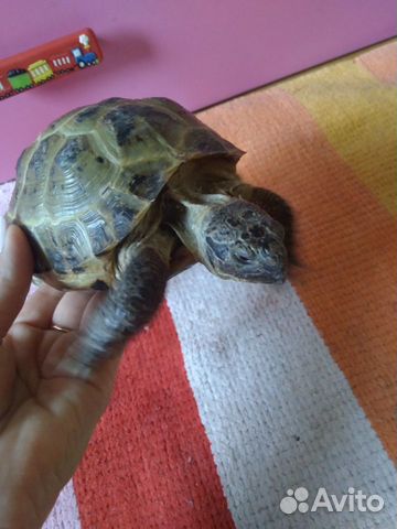 Сухопутная черепаха (самец) ищет девочку для вязки