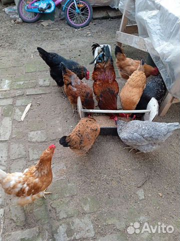 Куры несушки продам