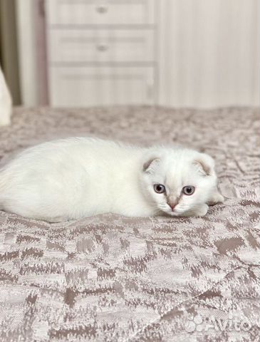 Шотландский вислоухий