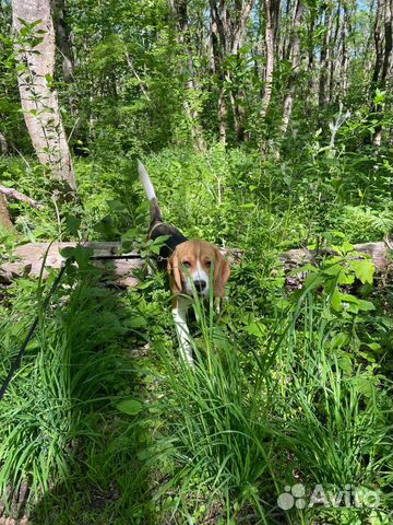 Бигль 5 месяцев