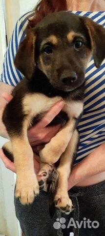 Щенок в добрые руки