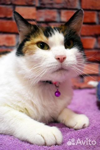 Кошечка Люси 3 годика ищет дом