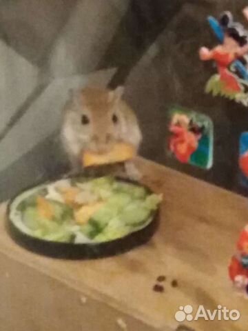 Песчанка ищем пару