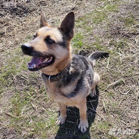 Молодая овчарка в добрые руки