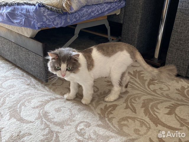 Продается коша (бородавочник)