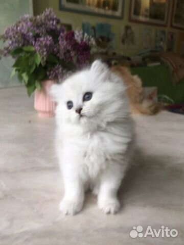 Длинношерстный серебристый котенок