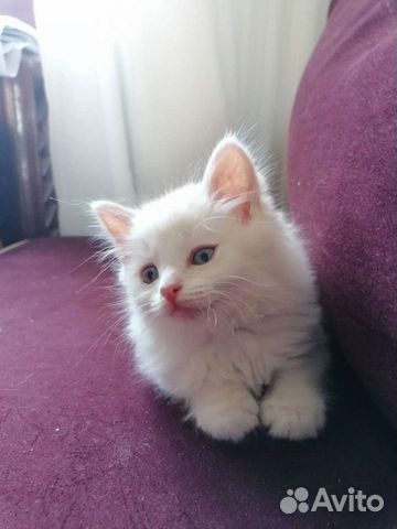 Котёнок Федот 2 месяца