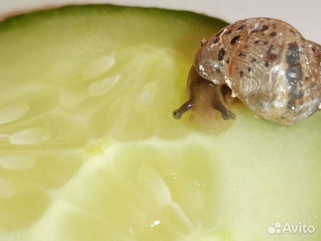 Улитки ахатины