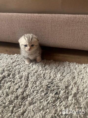 Шотландская