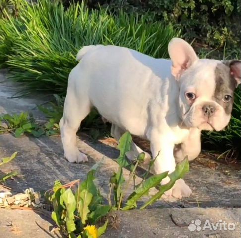 Белый френчик с голубым моноклем