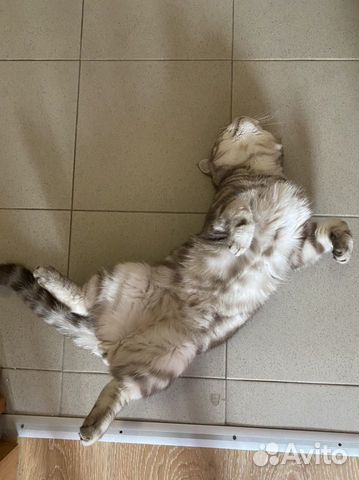 Кот британец