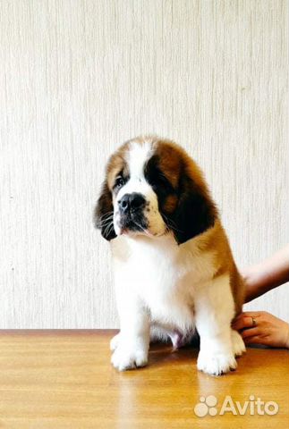 Щенок длинношерстного сенбернара