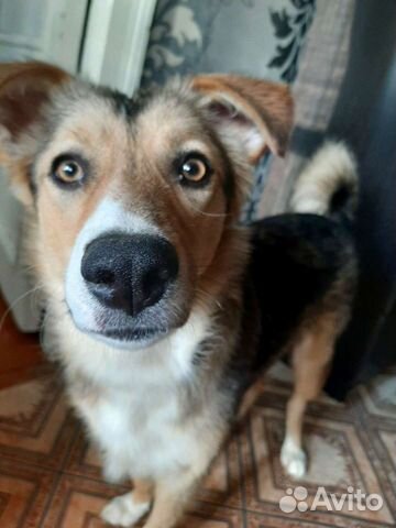 Твой лучший пёс Марвин