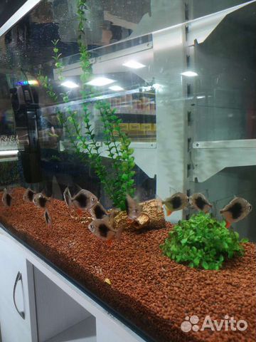 Милеус ламакс 3