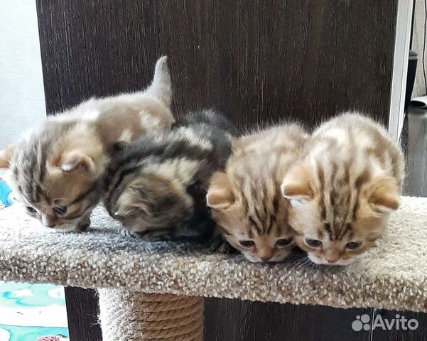 Британские котята