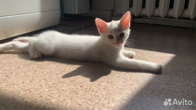Белый котенок бесплатно