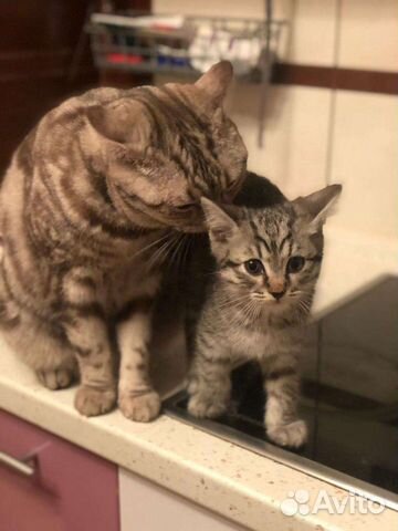 Кузьма Метис в добрые руки