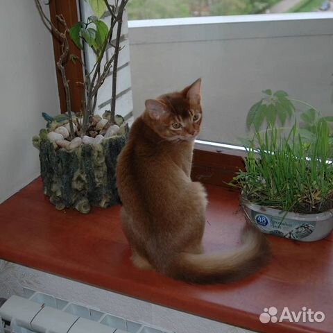 Сомалийский котенок