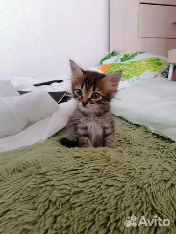 Котенок метис шотландской породы