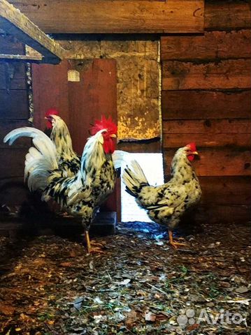 Куры Леггорн далматинец