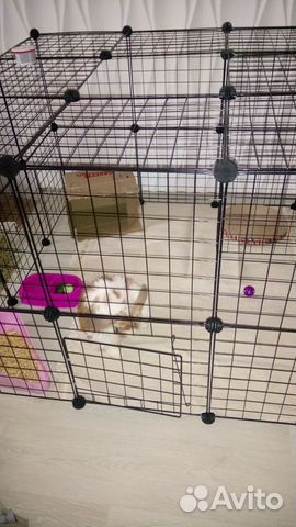 Кролик с вольером и всем необходимым