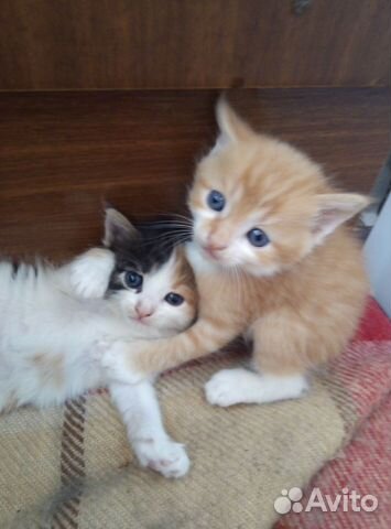 Кошка и котик