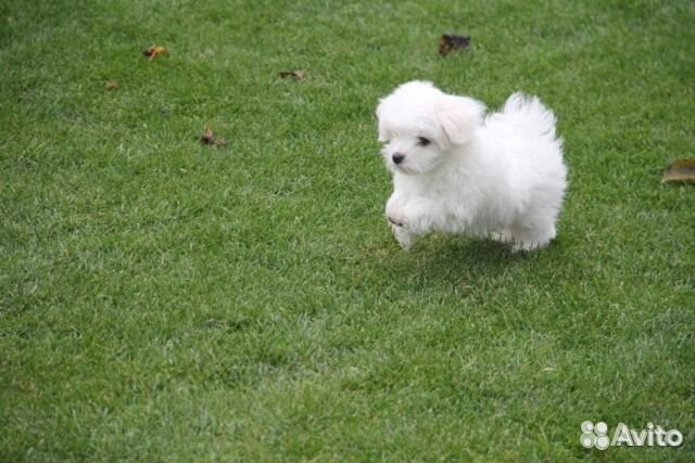 Малыши мальтезе