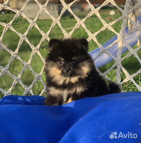 Померанский Шпиц черно подпалый