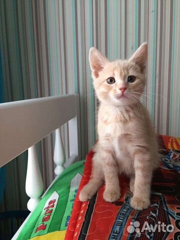Персиковая кошечка