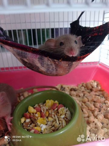 Крыса дамбо