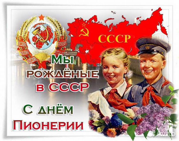 Домашние животные собаки