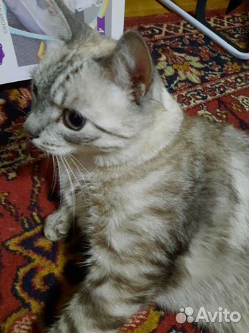 Кот в добрые руки