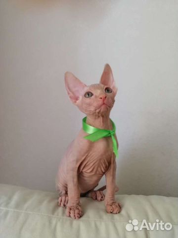 Канадский сфинкс. Котик